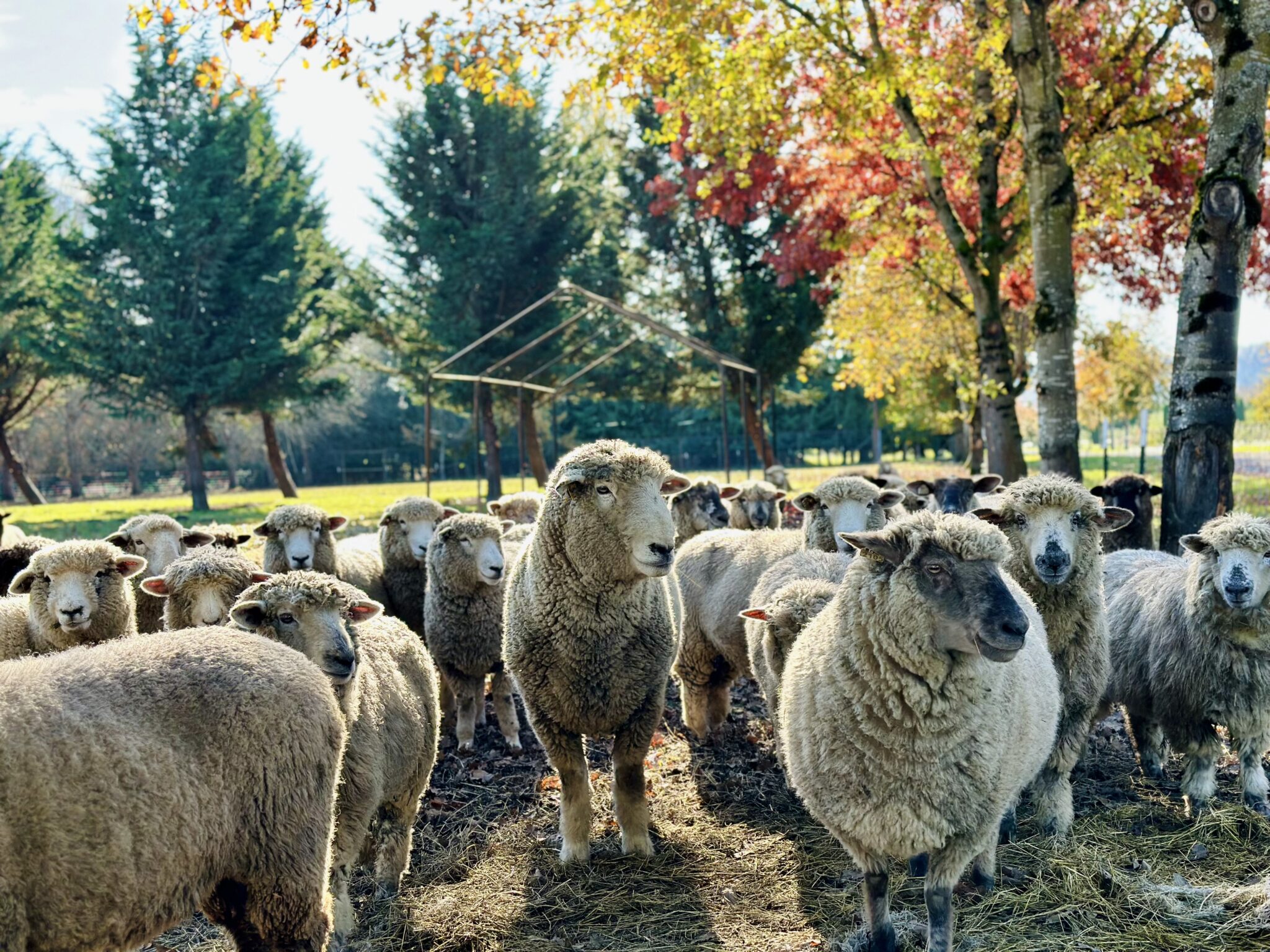 Best Seattle petting zoos & family farms to visit with kids this year