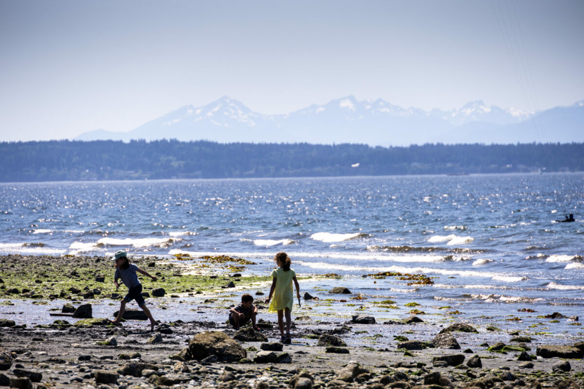 Seattle Aquarium Beach Naturalists: Summer tidepool exploration