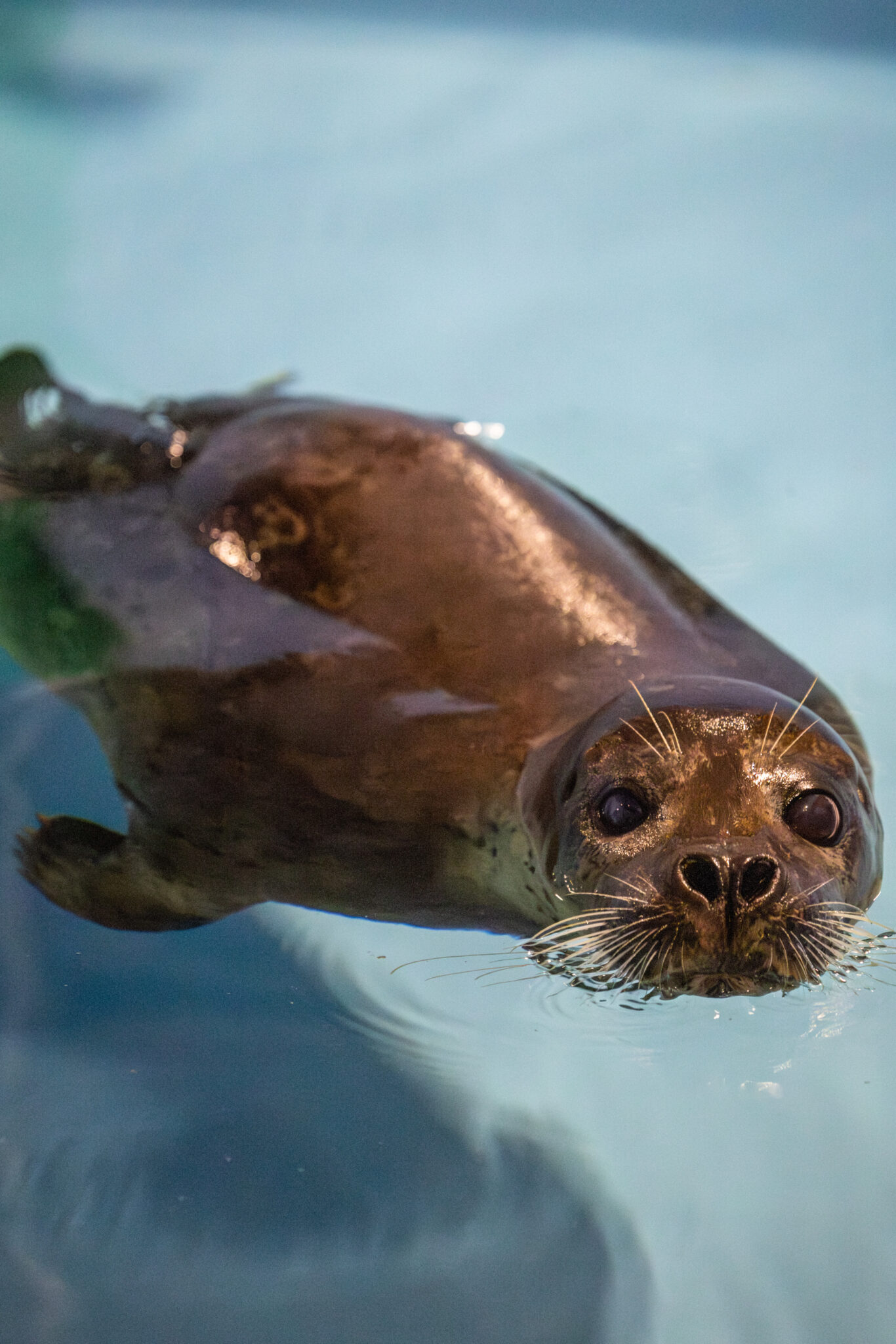 Seattle Aquarium welcomes new harbor seal Flounder